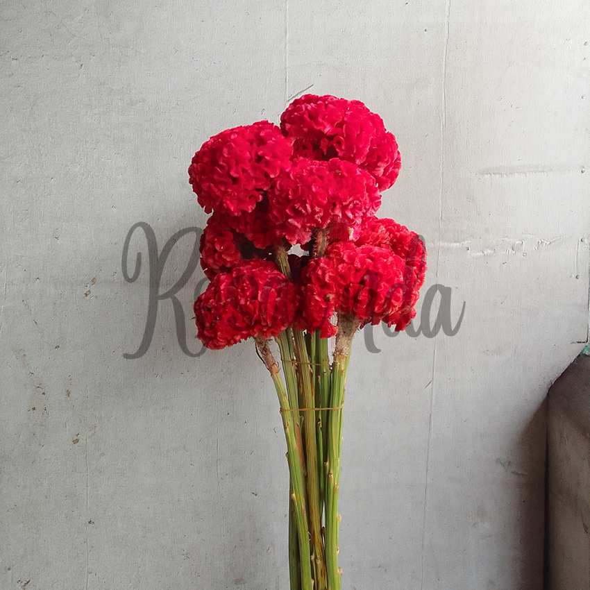 Jual Bunga Tropis Celosia / Jengger Ayam / Bunga Potong Segar | Shopee ...