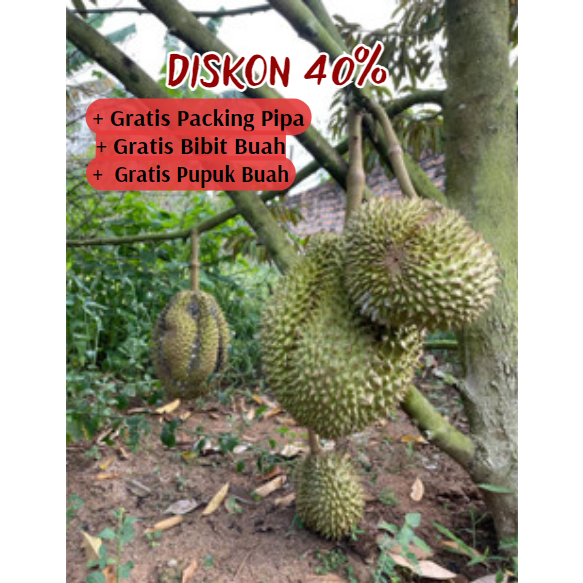 Jual Bibit / Pohon Durian Kane Kaki 3 Sangat Cepat Berbuah ( UNGGULAN ...