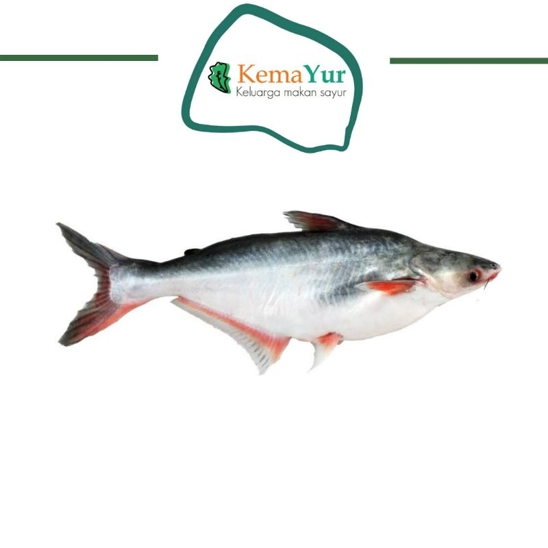 Jual IKAN PATIN FRESH 500 GR | Shopee Indonesia