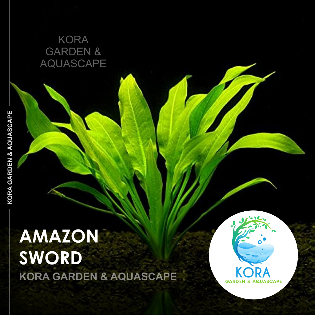 Jual Amazon Sword - Tanaman Air Aquascape / Aquarium/ Kolam / Low CO2 ...