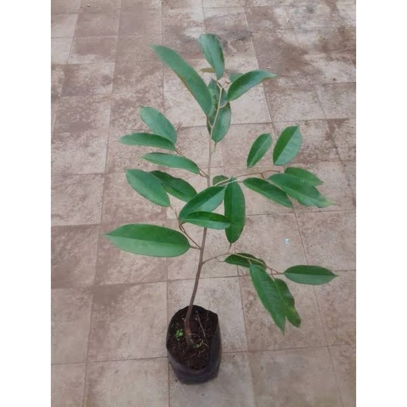 Jual bibit durian ochee polibag 16 tinggi 40cm | Shopee Indonesia