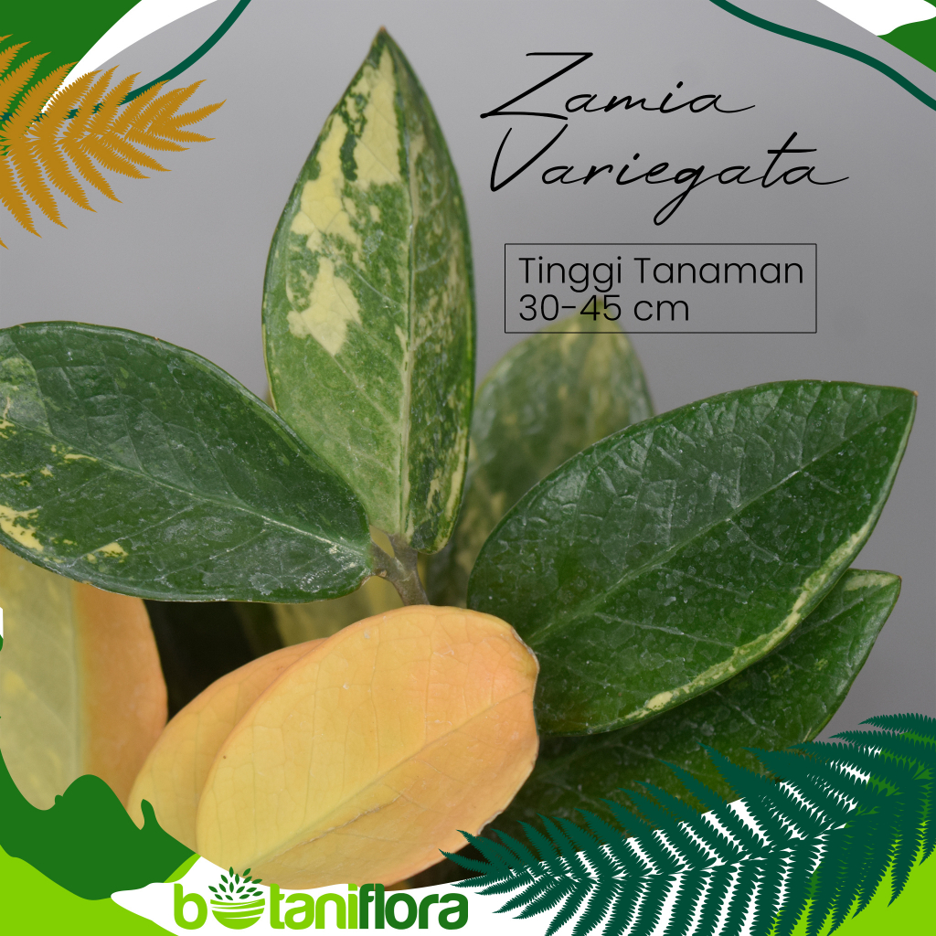 Jual Tanaman Hias Zamia Variegata | Zamio Culcas Varigata | Zamia ...