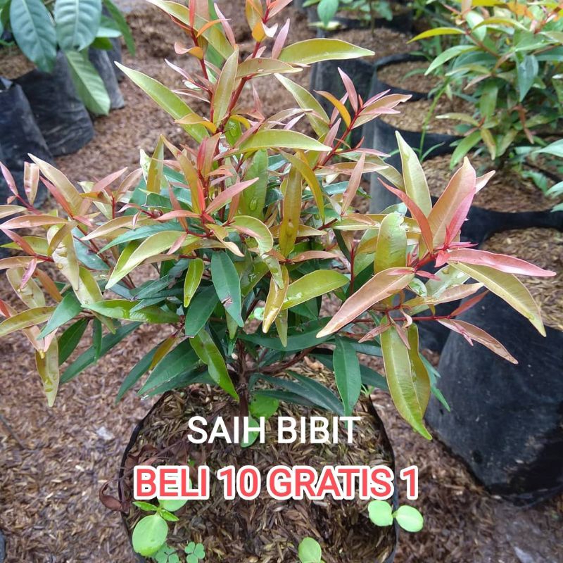Jual BIBIT PUCUK MERAH SUPER UNTUK HIASAN RUMAH(beli 10 gratis 1 ...