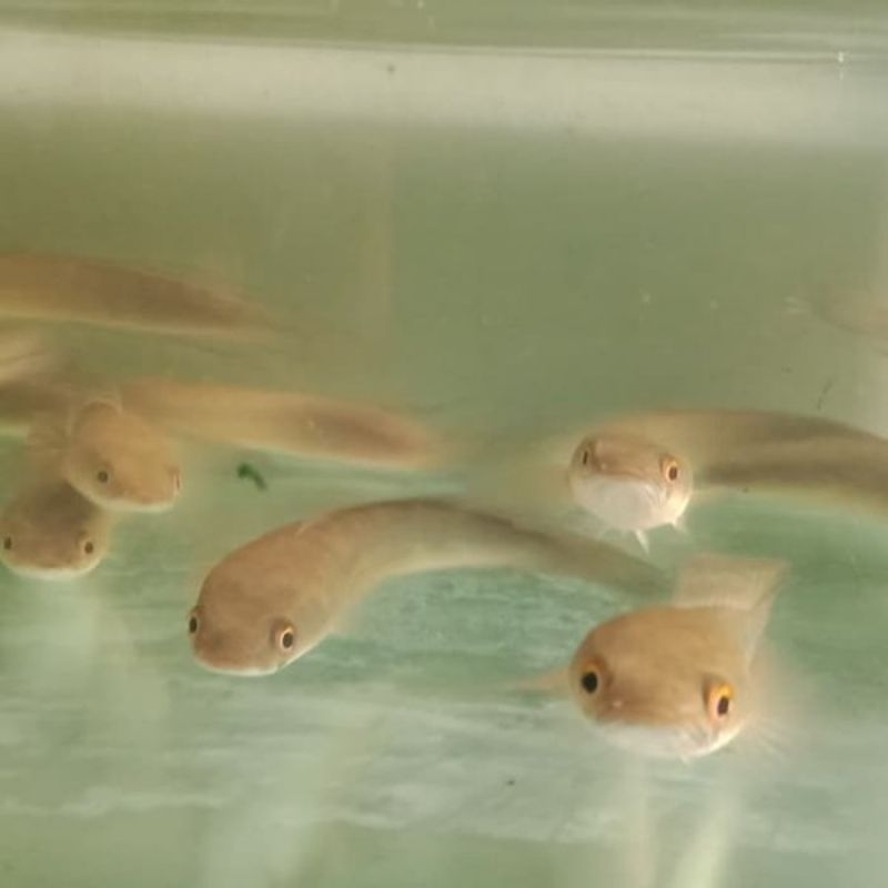 Jual baby Chana ys mantap isi4 | Shopee Indonesia