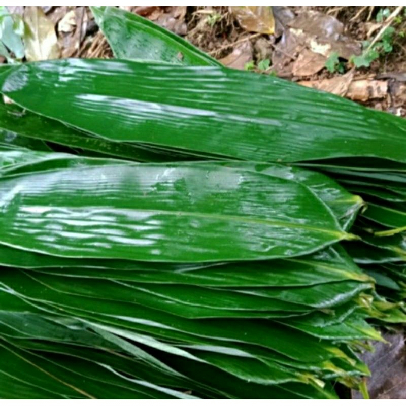 Jual Daun Bambu Bakcang 100 Lembar / Daun Bambu Bungkus Bacang / Daun ...
