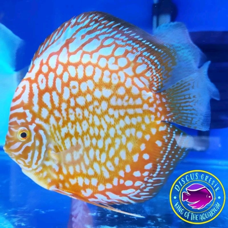 Jual Ikan Discus Size 4 inch - Ikan Hias Air Tawar Akuarium Aquascape ...
