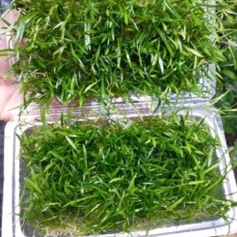 Jual Lilaeopsis Brasiliensis Liliopsis Tanaman Karpet Aquascape Low Co2 ...