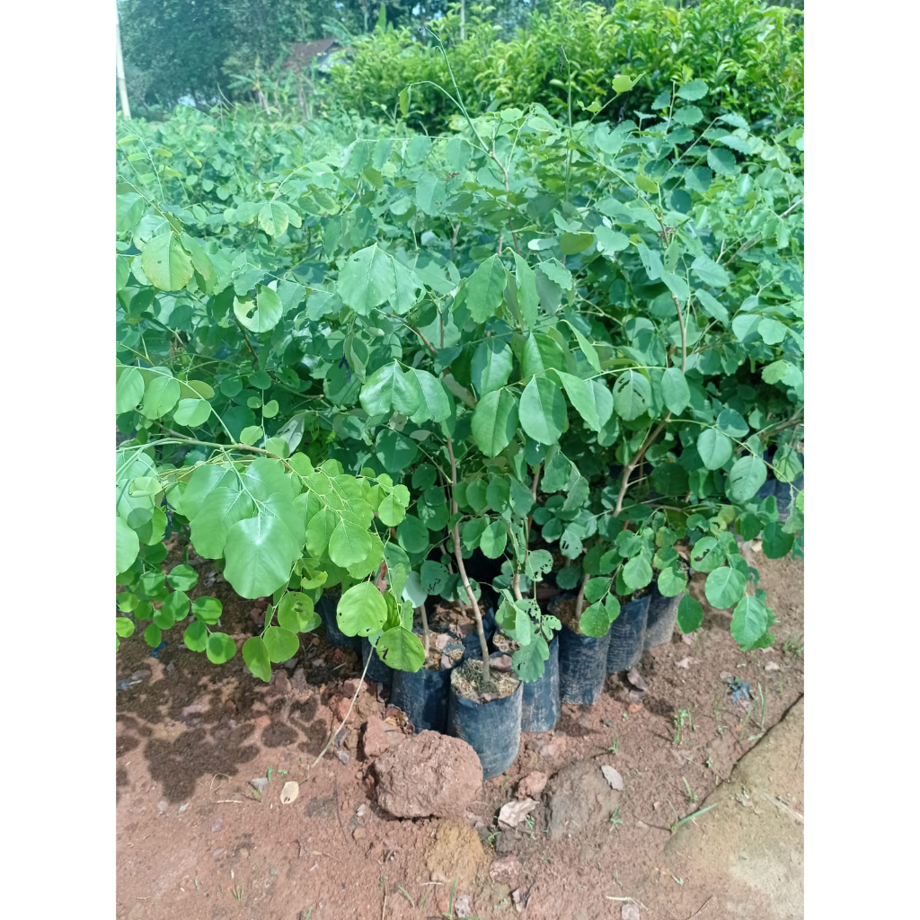 Jual Bibit Tanaman Kayu Sanakeling/Sonokeling - Penghasil Kayu Keras ...