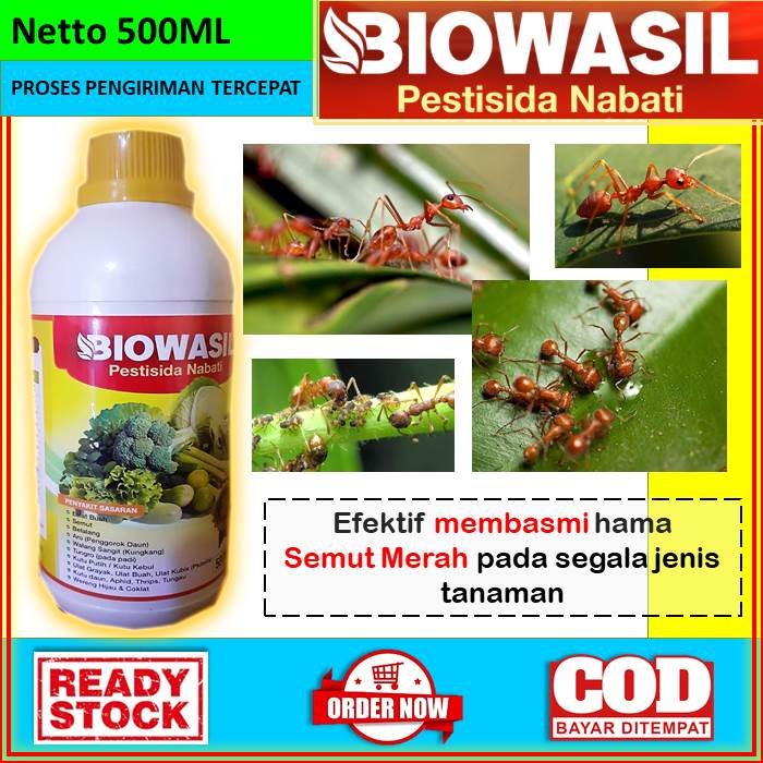 Jual OBAT ANTI HAMA SEMUT MERAH PADA TANAMAN [BIOWASIL] Obat Cair ...