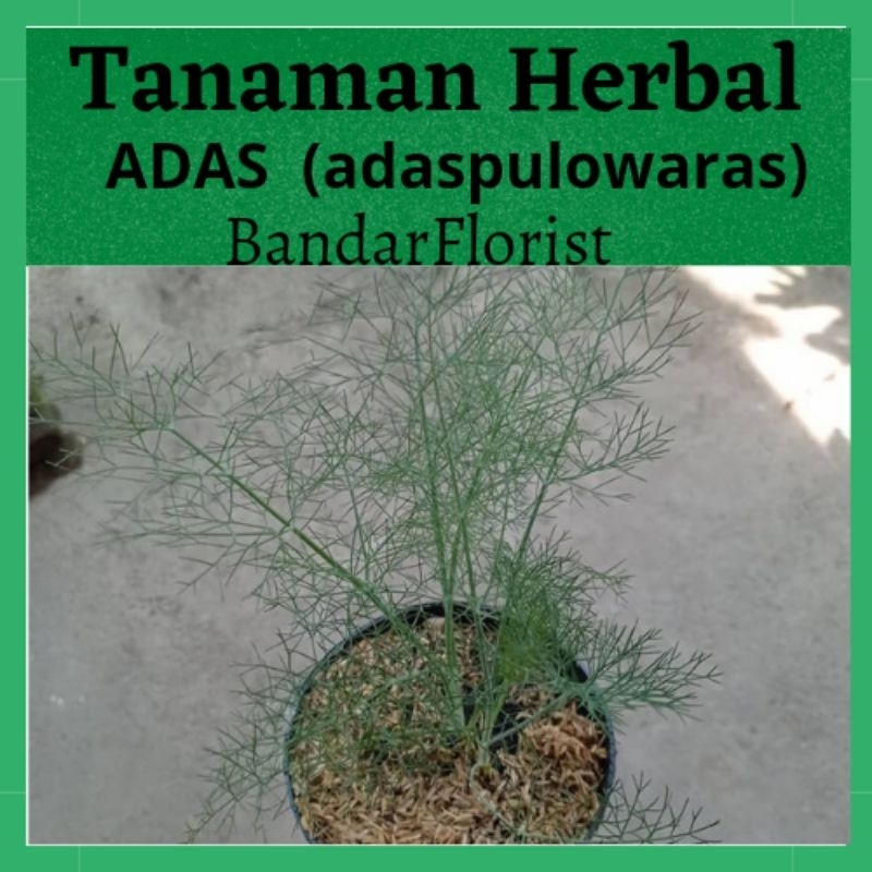 Jual Tanaman Herbal ADAS/Adas pulowaras (BandarFlorist) | Shopee Indonesia