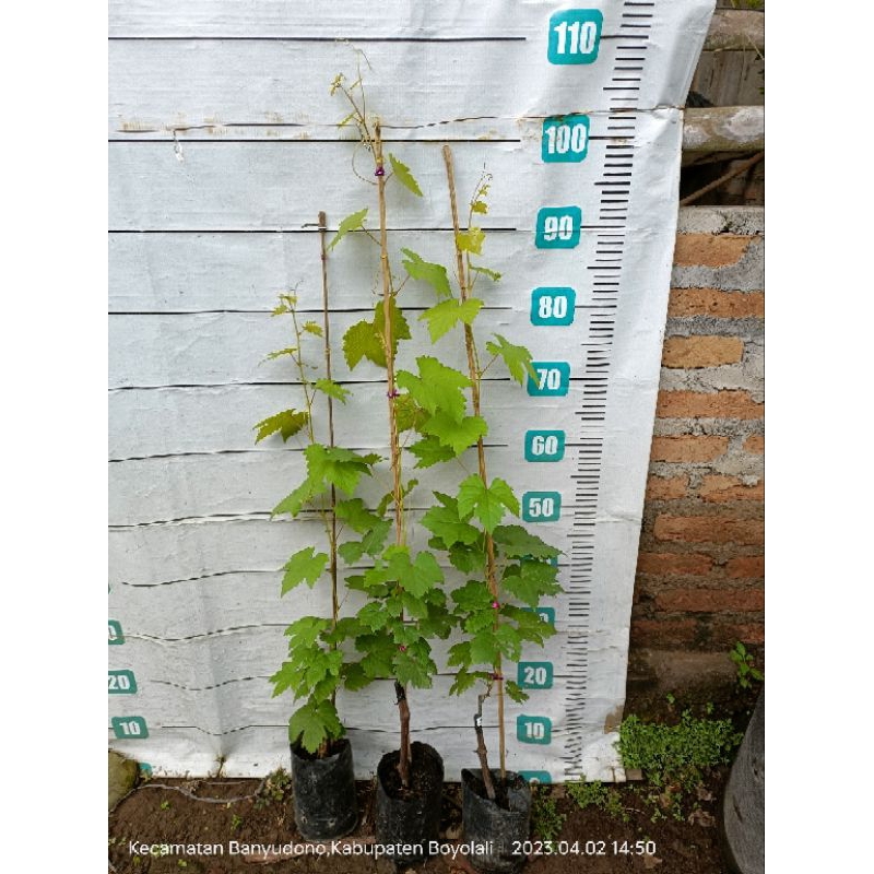 Jual BIBIT ANGGUR IMPOR EVEREST ( kusus pulau jawa bali madura ...