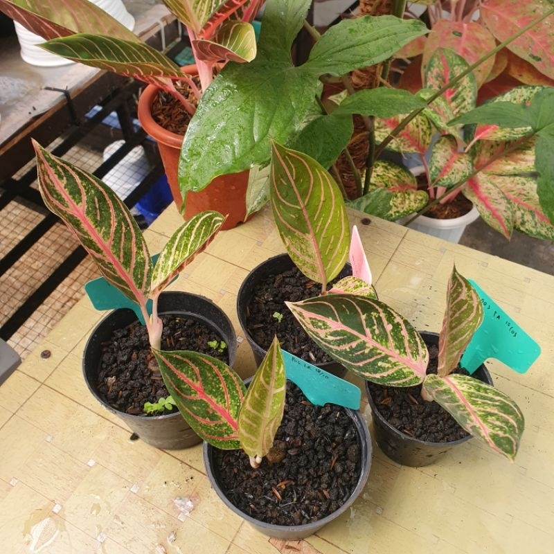 Jual Aglaonema Red Sumatra /POS/Pride Of Sumatra Lokal Tanian | Shopee ...