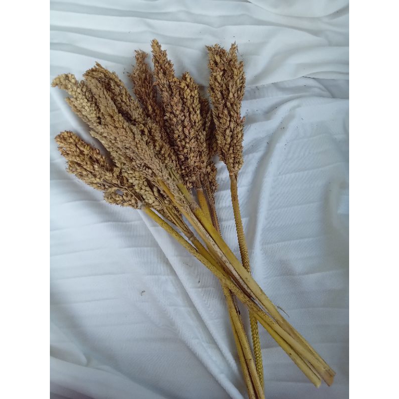 Jual bunga kering cantel, dried flower (harga perikat) | Shopee Indonesia
