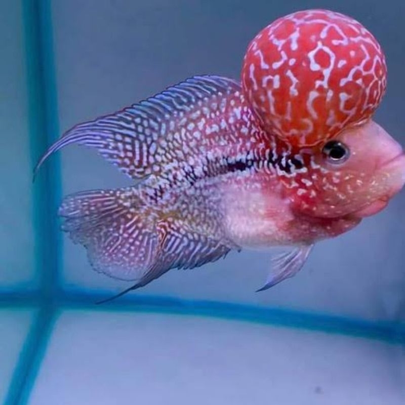Jual lohan SRD / SRM ori tHAILAND cilnong dan koleksi aquarium | Shopee ...