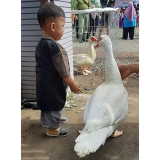 Jual Entok Jumbo Terlengkap & Harga Terbaru Oktober 2024 | Shopee Indonesia