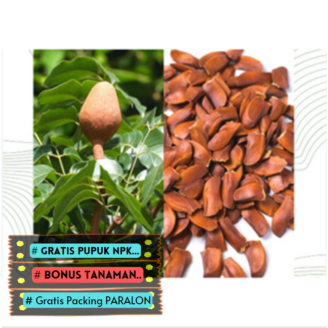 Jual Pohon Kayu Mahoni Bibit ASLI Mahoni | Shopee Indonesia