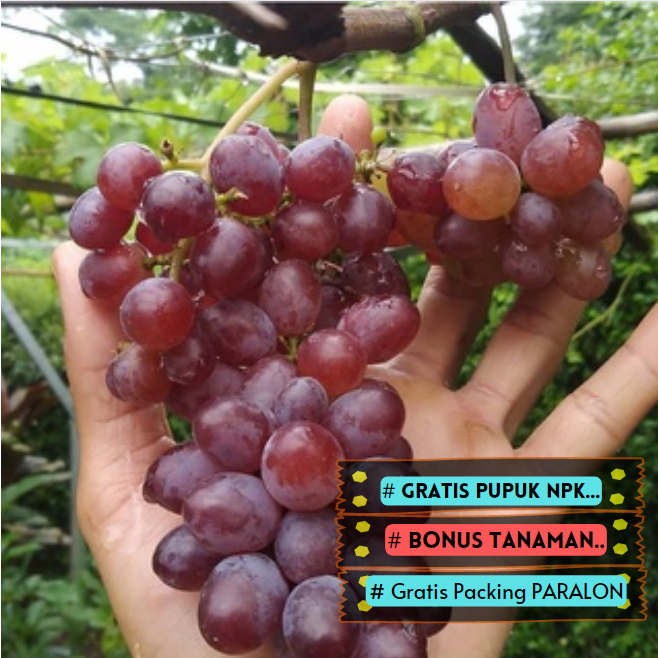 Jual Bibit Anggur Lokal | Anggur Merah, UNGGULAN Cepat Berbuah -Packing ...