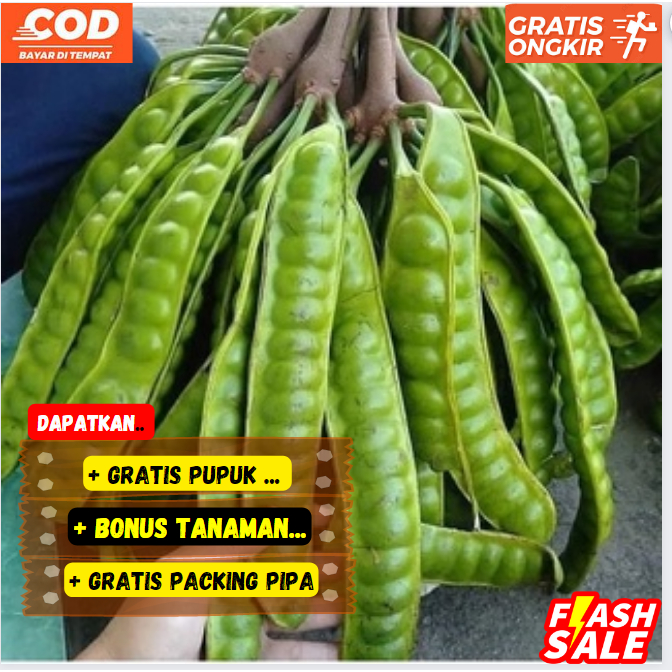 Jual Bibit/Pohon Pete/Petai Super Jumbo | Shopee Indonesia
