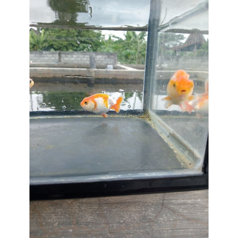 Jual ikan maskoki rancu 4cm | Shopee Indonesia