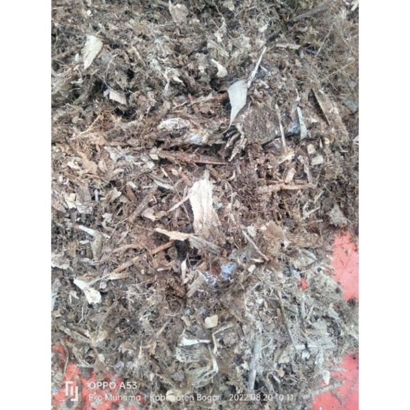 Jual daun bambu lapuk, humus bambu fermentasi.asli... | Shopee Indonesia