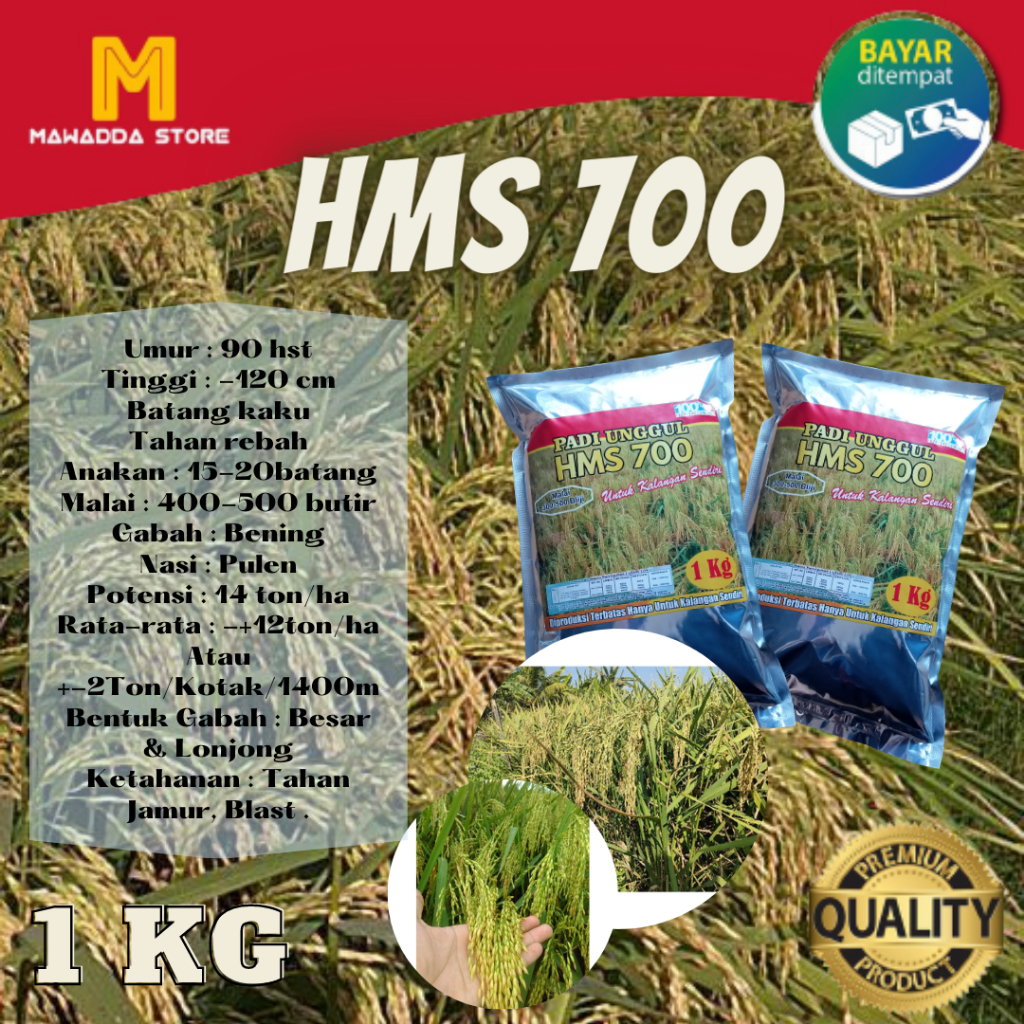 Jual Biji Padi Unggul HMS 700 Original Kemasan 1KG | Shopee Indonesia