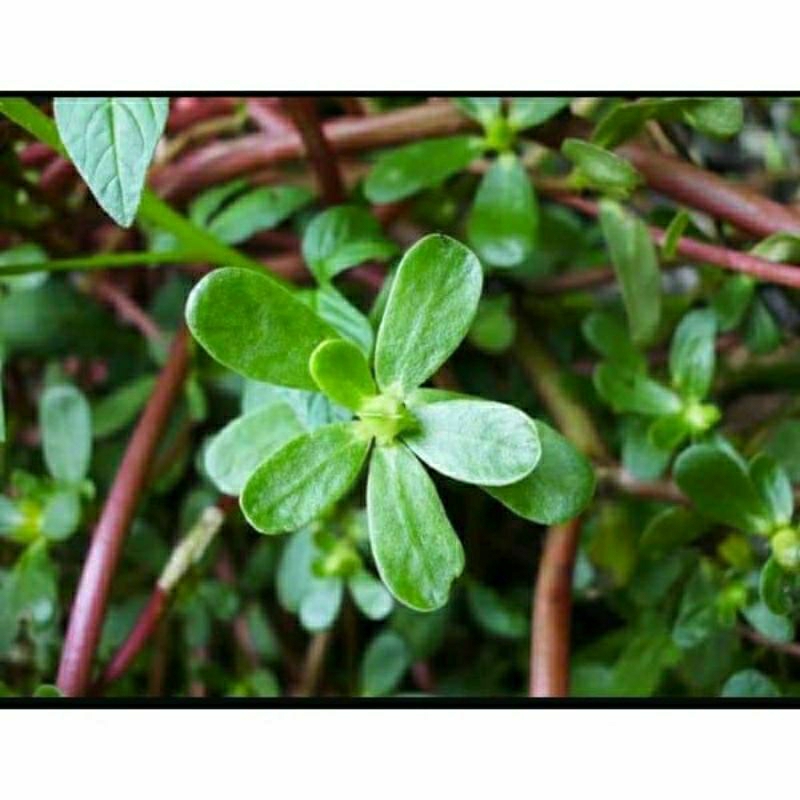 Jual Daun krokot portulaca oleracea ,daun gelang obat hepatitis fress ...