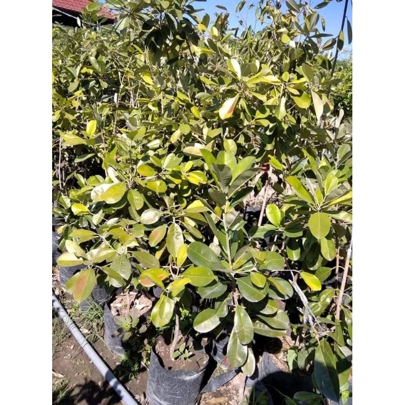 Jual Bibit Tanaman Buah Sawo Kecik/Merah Super Unggul | Shopee Indonesia