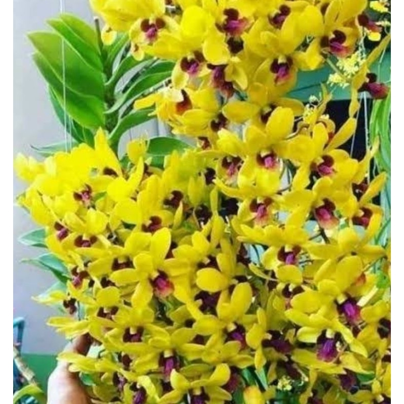 Jual anggrek dendrobium kuning lidah merah dewasa/ spike | Shopee Indonesia