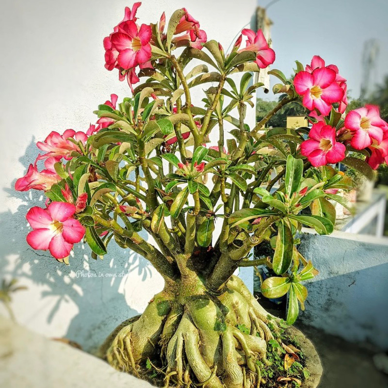 Jual Tanaman hias bonsai adenium kemboja - Kemboja Bunga | Shopee Indonesia