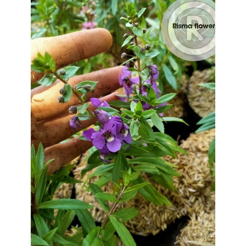 Jual Tanaman hias pohon bunga lavender Angelonia pengusir nyamuk sudah ...