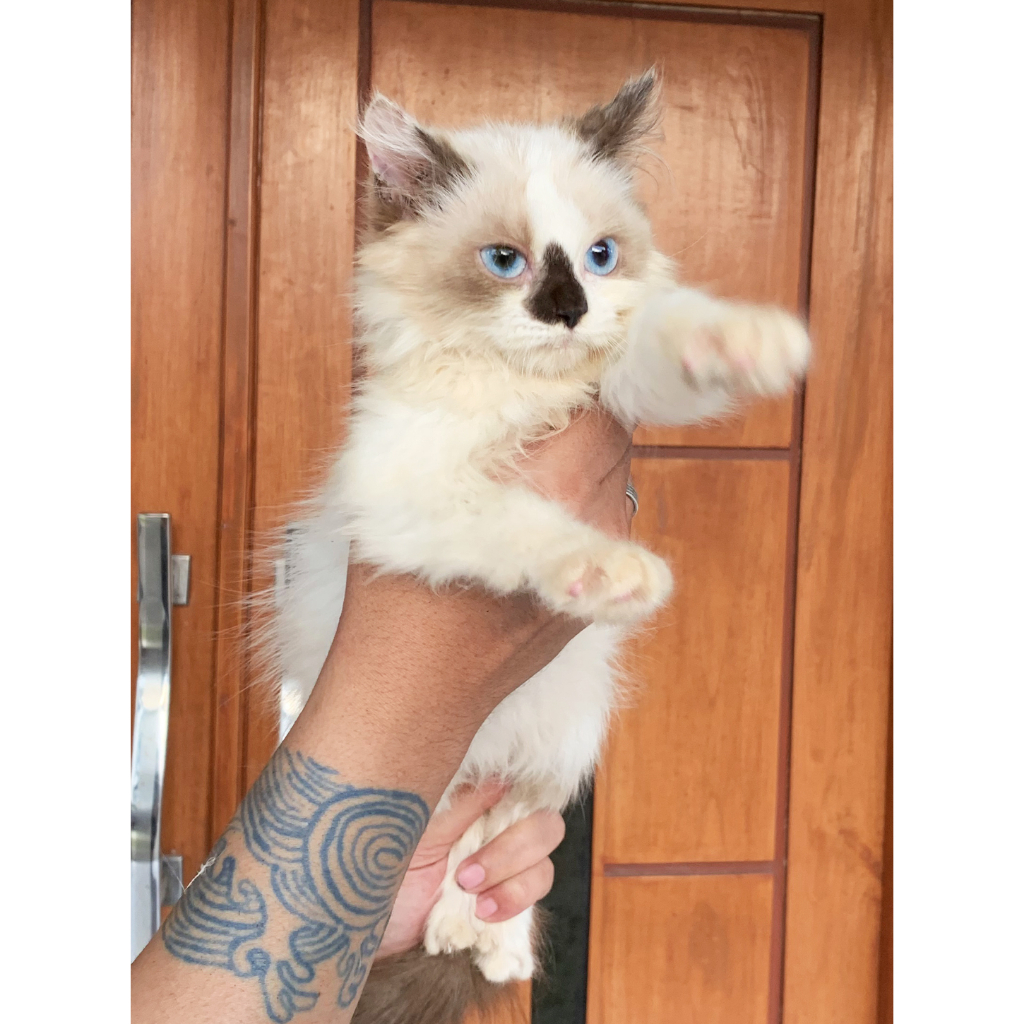 Jual Kucing Ragdoll & Himalaya | Jantan & Betina | Shopee Indonesia
