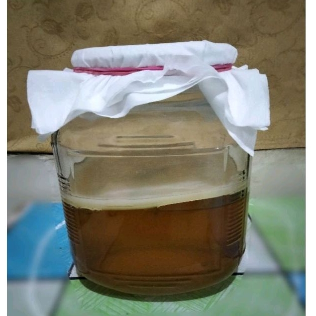Jual bibit jamur scooby kombucha 12cm+starter | Shopee Indonesia