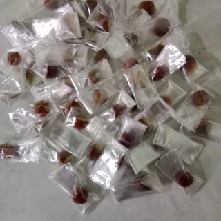 Jual getah inggu Harga Terbaik & Termurah Februari 2026 | Shopee Indonesia