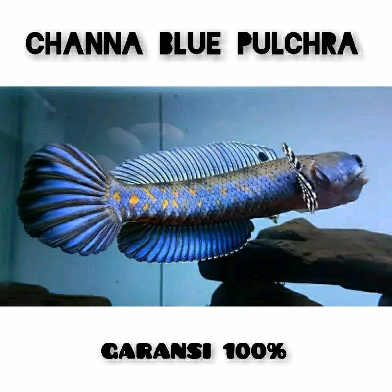 Jual CHANNA BLUE PULCHRA SIZE 11-15CM (Sudah Flaring) | Shopee Indonesia