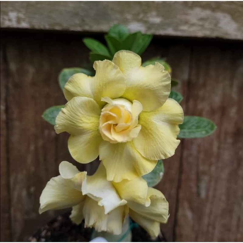 Jual Adenium Golden Dragon Hasil Grafting Bunga Tumpuk Shopee Indonesia