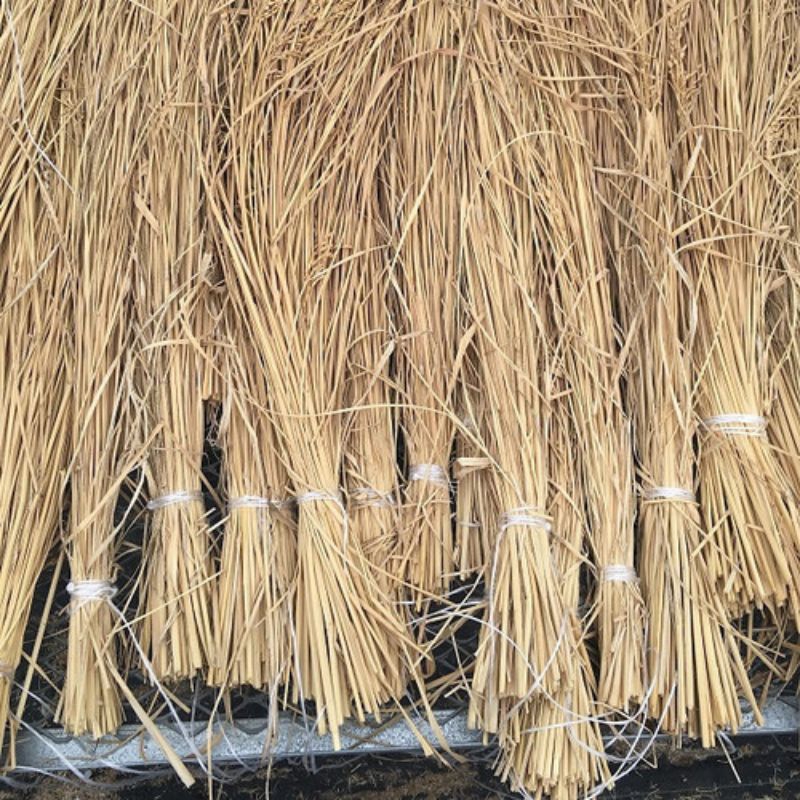 Jual jerami padi kering super bagus 1 kg | Shopee Indonesia