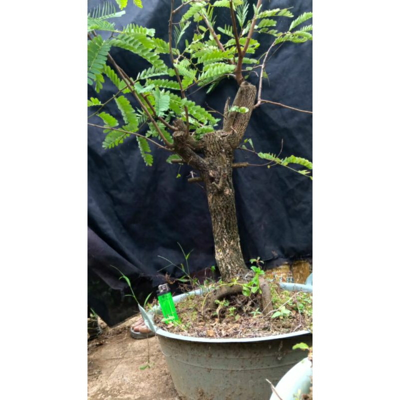 Jual Bonsai asem jawa bahan Ukuran medium | Shopee Indonesia