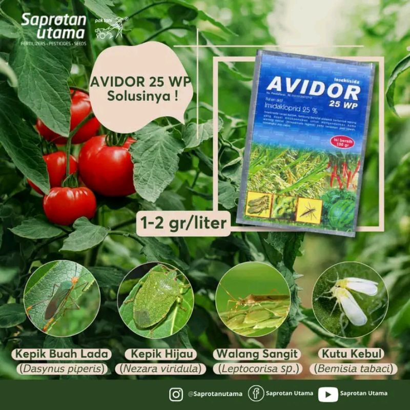 Jual Insektisida Avidor 25 WP 100 gr Racun Hama Tanaman 100%Ori Serba Serby | Shopee Indonesia