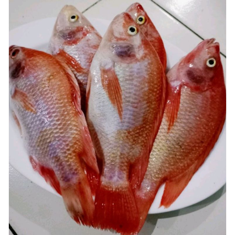 Jual Ikan Nila Merah Segar 1KG | Shopee Indonesia