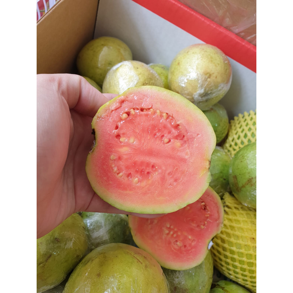 Jual JAMBU BIJI MERAH | JAMBU UNTUK JUS | Shopee Indonesia
