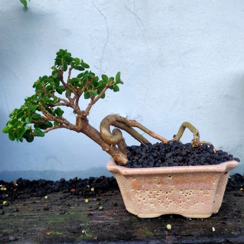 Jual bahan bonsai sancang mame | Shopee Indonesia