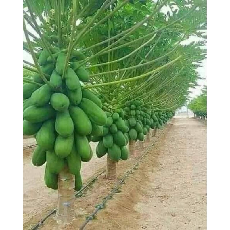 Jual Biji benih pepaya mix /calina/bangkok/thailand/merah delima dll ...