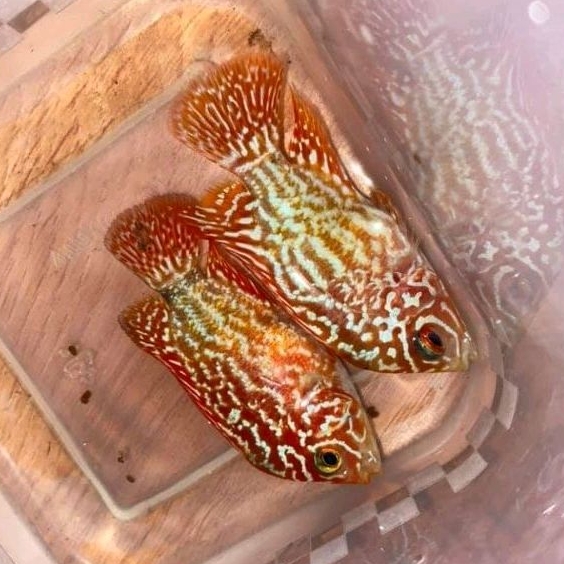 Jual Burayak louhan Golden Base GB Kamfa 5-6 cm Mutasi Line Thailand ...