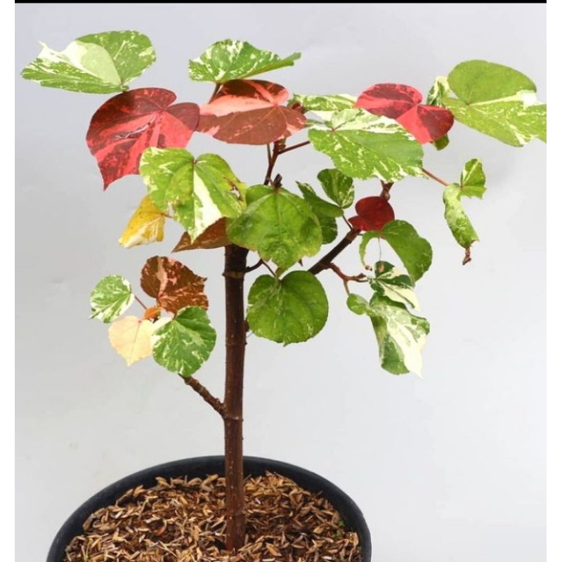 Jual bahan bonsai waru varigata | Shopee Indonesia
