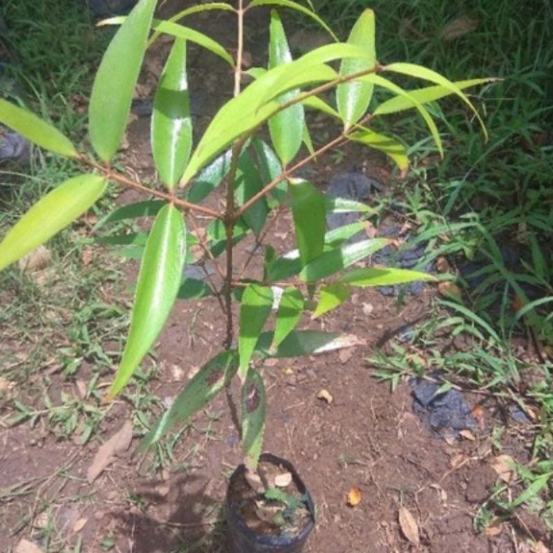 Jual Pohon Damar // Bibit Pohon Damar Ukuran 60 cm up // Kayu Damar ...