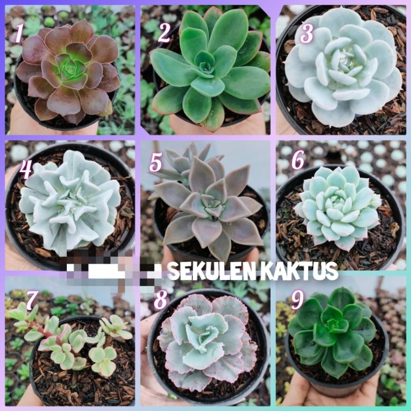 Jual Tanaman hias Tanaman hidup Sekulen mini Souvernir pernikahan Bebas ...