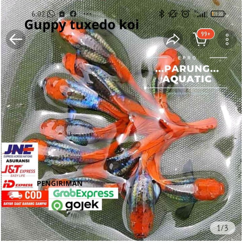 Jual new gapi tuxedo isi 10 | Shopee Indonesia