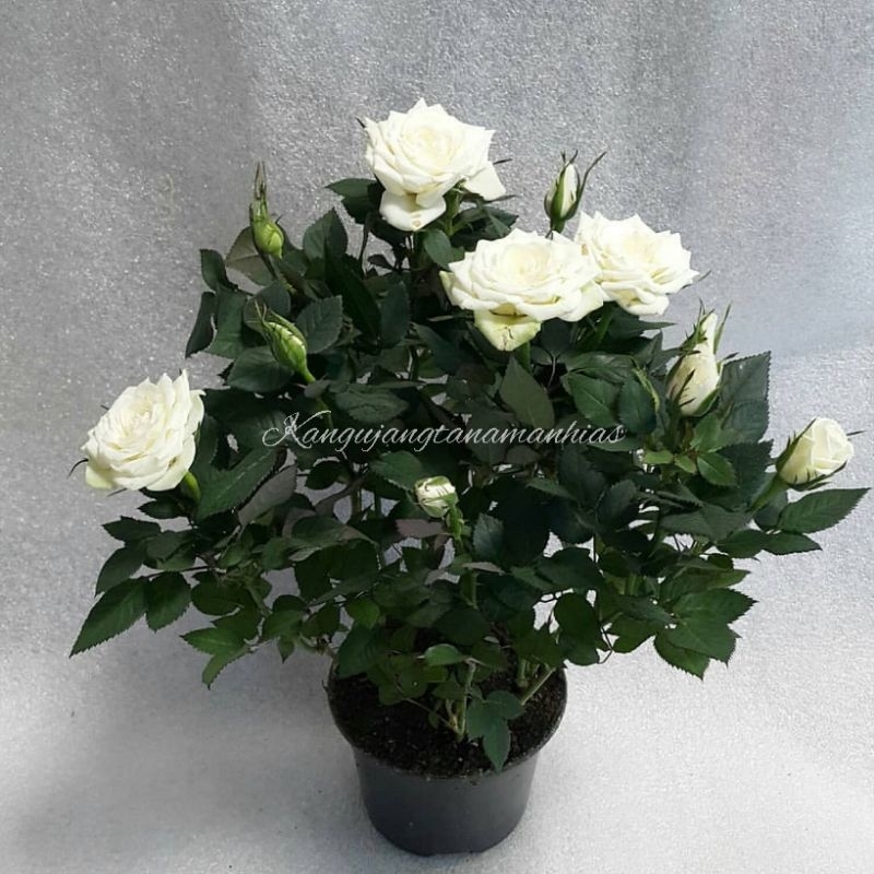 Jual TANAMAN HIDUP BUNGA MAWAR SUPER RIMBUN GRADE A (READY 10 WARNA ...