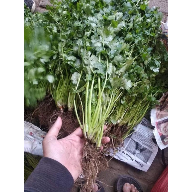 Jual daun ketumbar segar atau yan sui atau coriander leaf atau cilantro ...