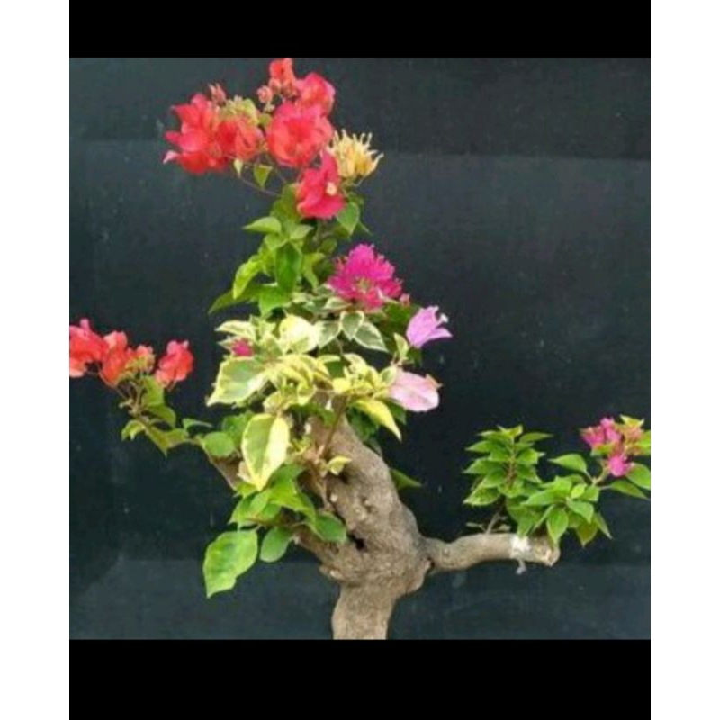 Jual Bugenvil 3 Warna Tree Color Bunga Kertas Batang Besar | Shopee ...